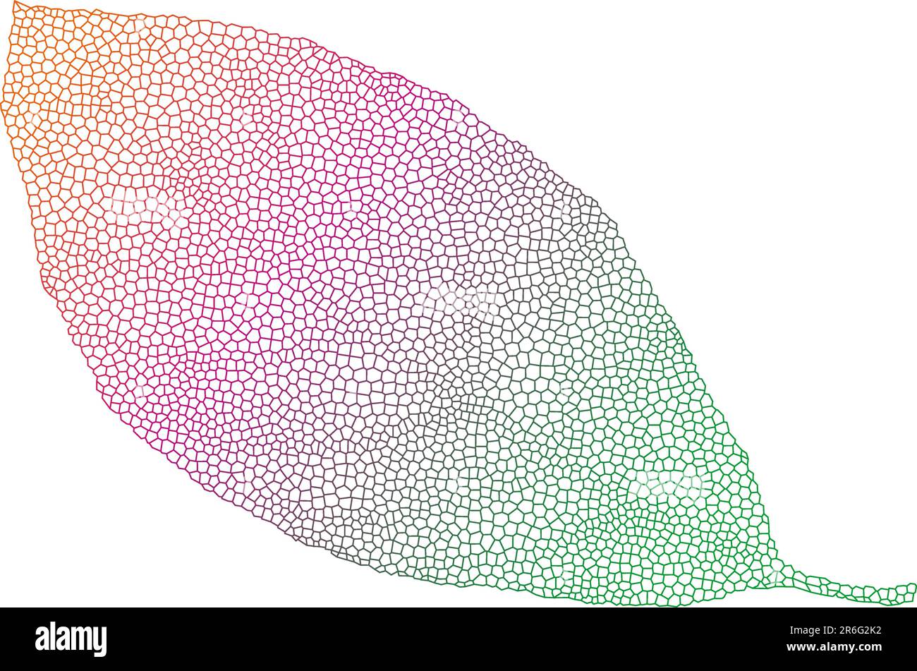 Delicate contour Cut Out Stock Images & Pictures - Alamy