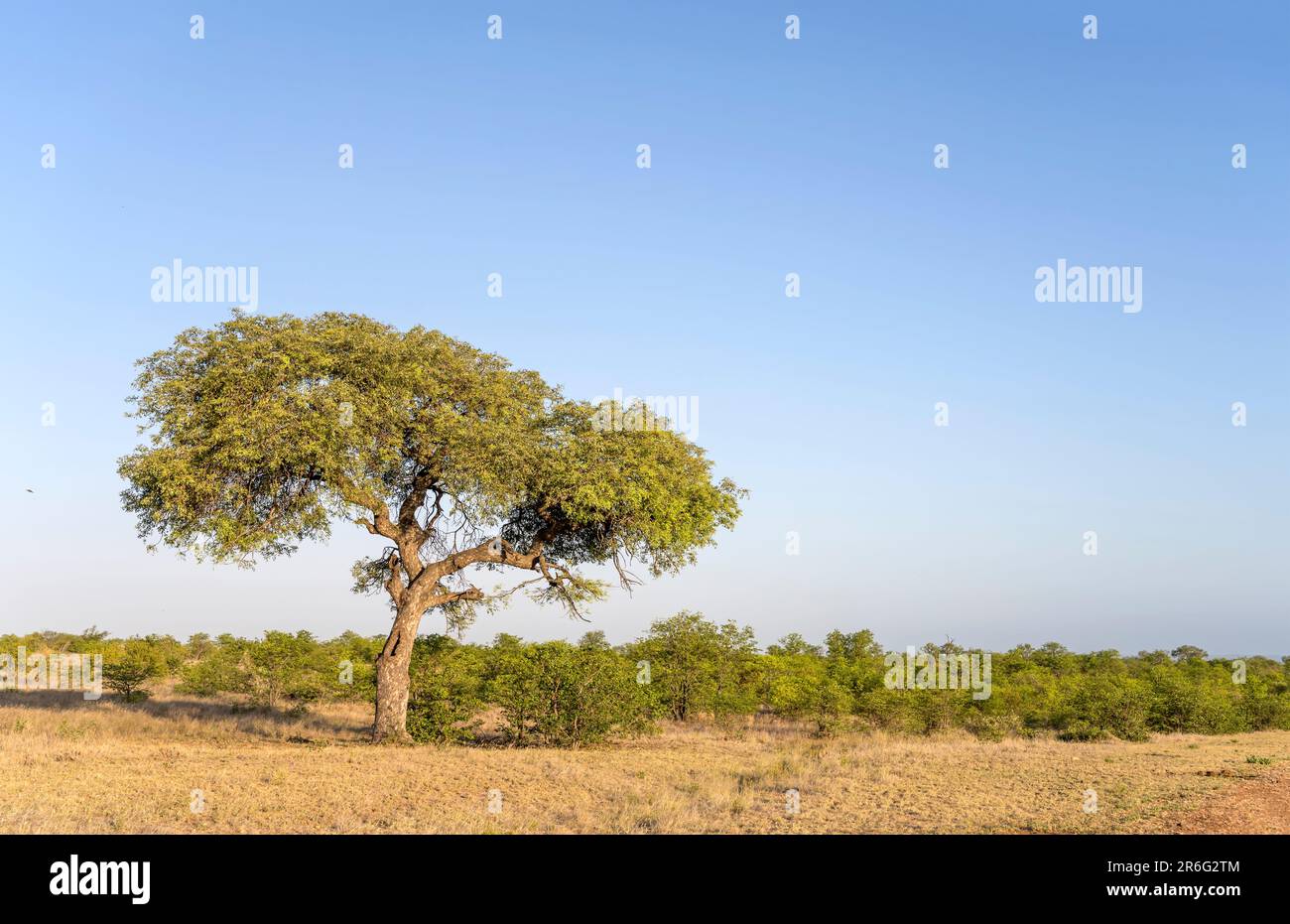 Marula tree hi-res stock photography and images - Alamy