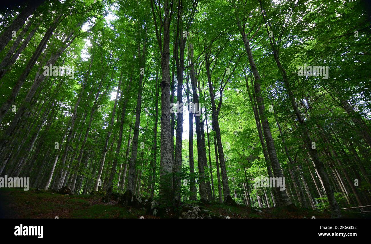 the colors of the forest in spring Stock Photo - Alamy