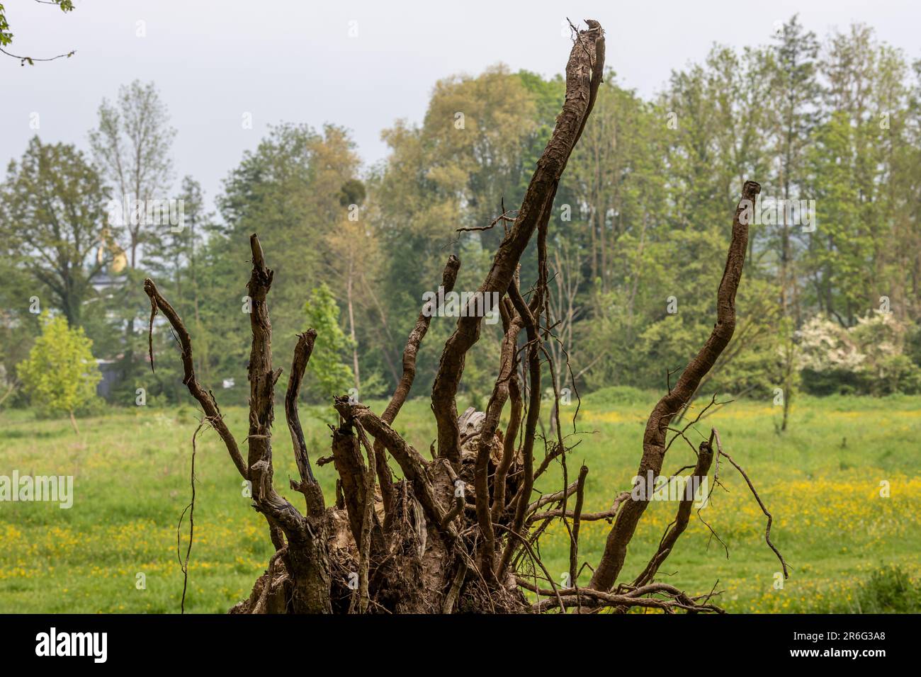 Exposed roots of a fallen tree with the Dutch valley and leafy trees in ...