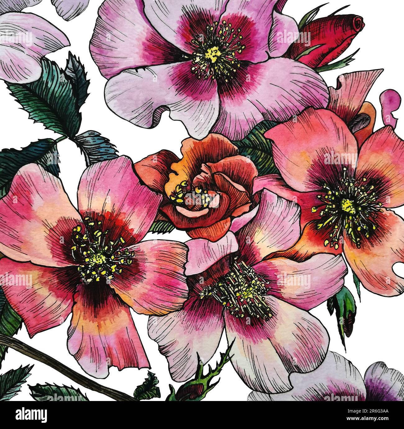 Persian Rose Bush An Inflorescence Of Several Flowers Watercolor Illustration Hand Drawn