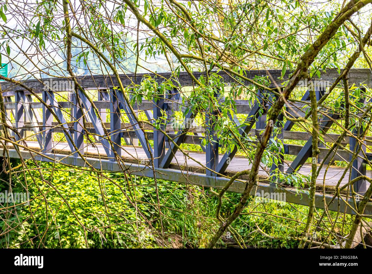 Branches with sparse green foliage of a tree with wooden bridge over ...