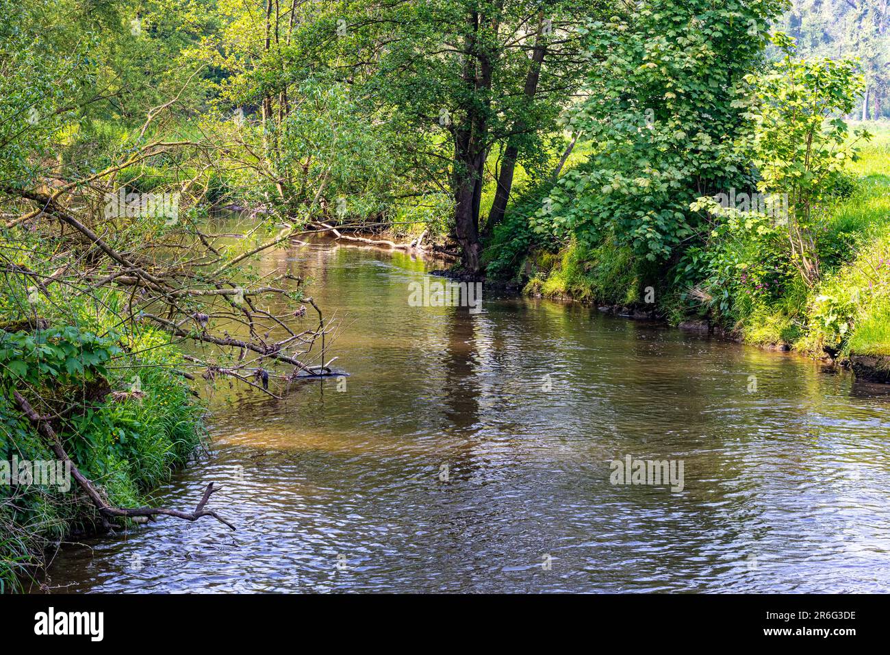 Geul river among lush vegetation, wild green grass and leafy trees in ...