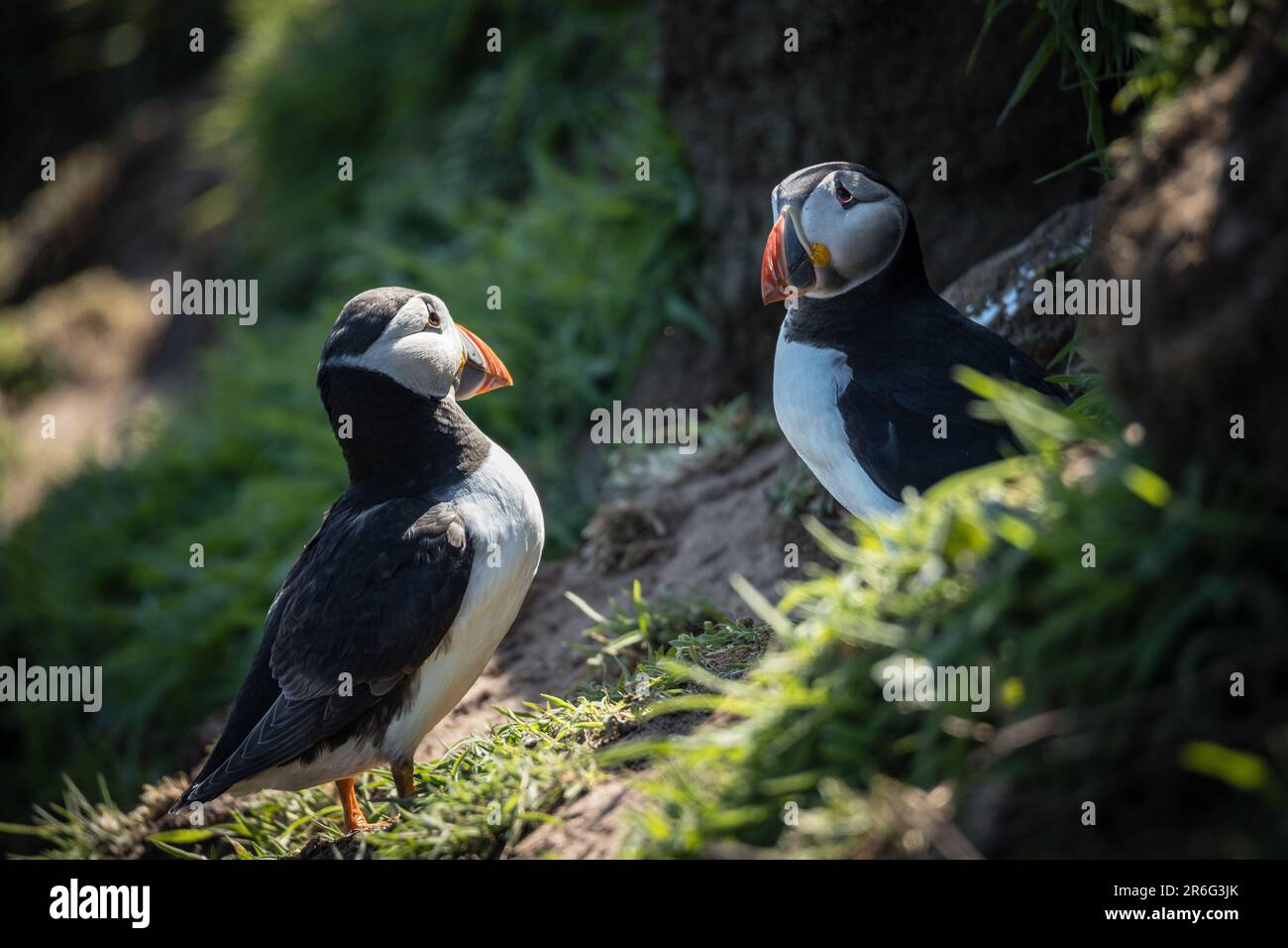 Atlantic puffins on Skomer Island, Wales Stock Photo - Alamy