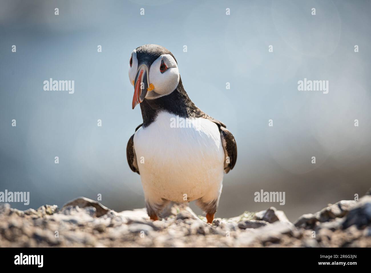 Atlantic puffins on Skomer Island, Wales Stock Photo - Alamy