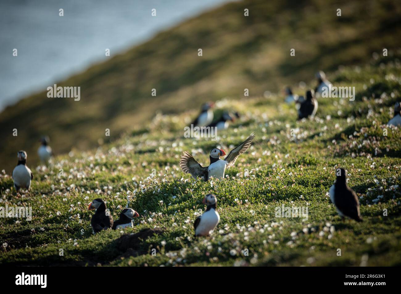 Atlantic puffins on Skomer Island, Wales Stock Photo - Alamy
