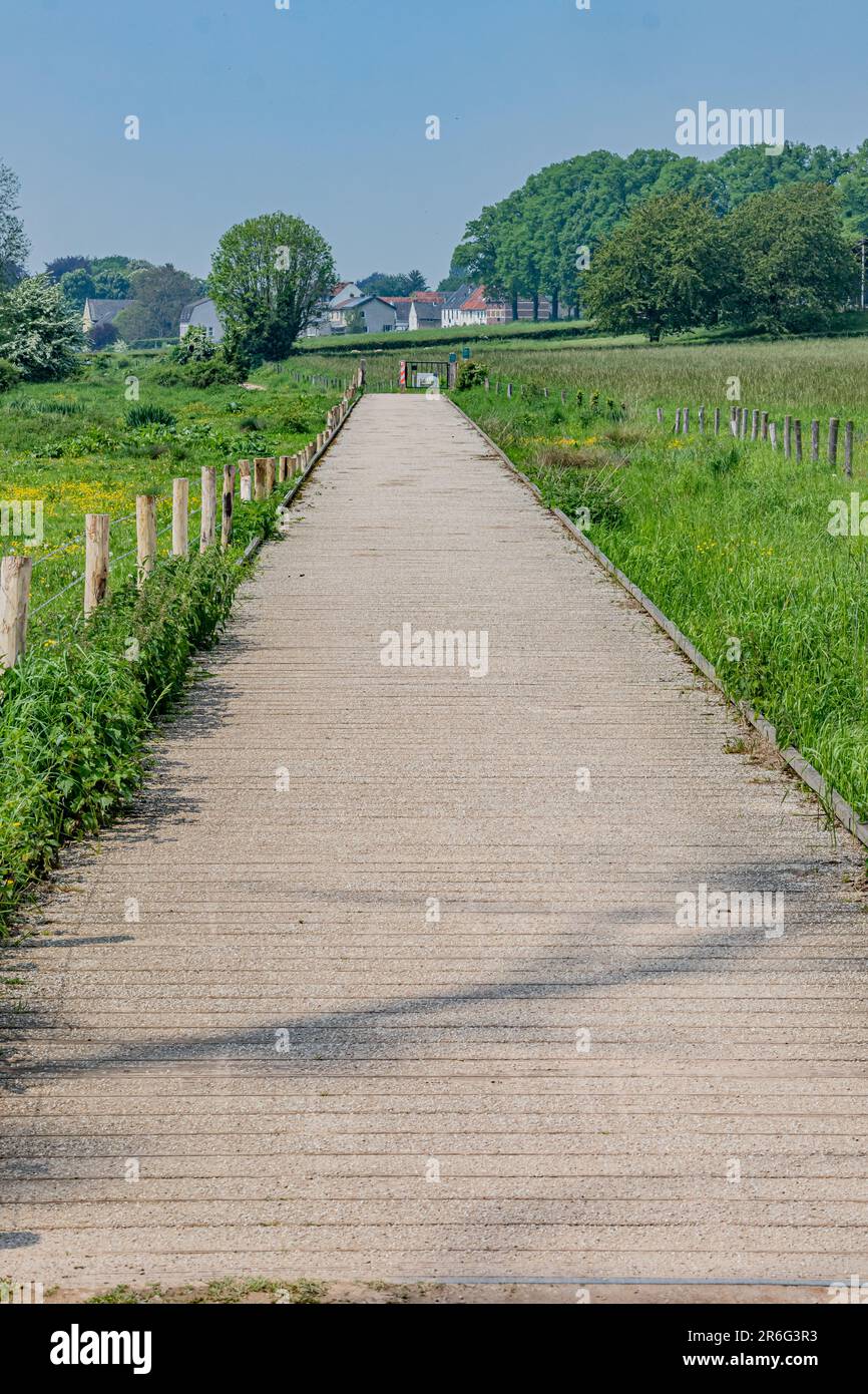 Wooden straight pathway in dutch plain, wild green grass, lush trees ...