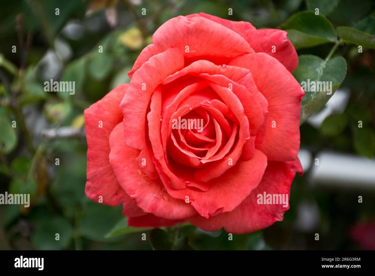 Close-up picture of a vivid salmon-pink rose flower with green leaves ...