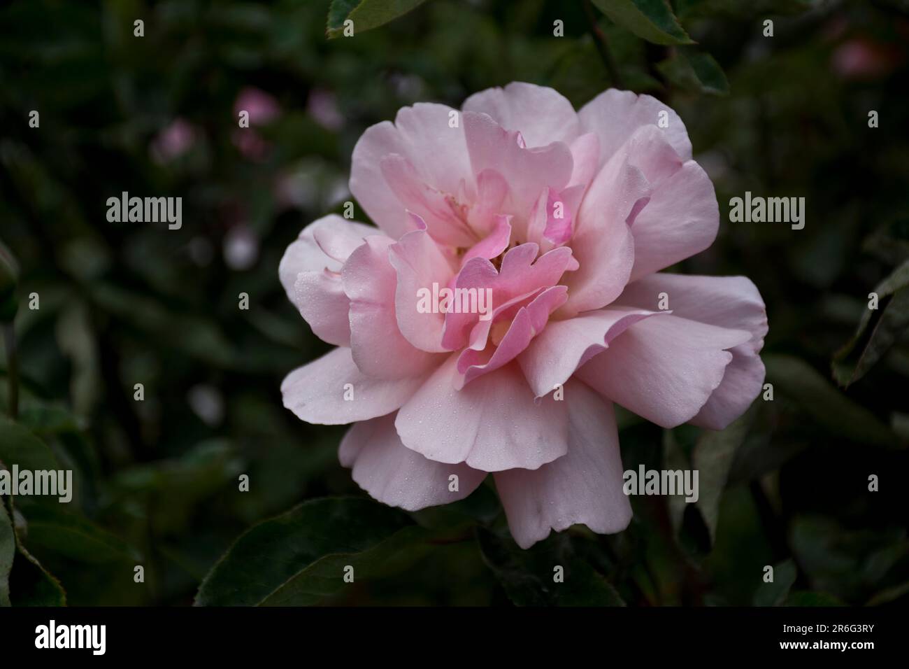 Closeup picture of a single elegant pink rose blooming in the Spring ...