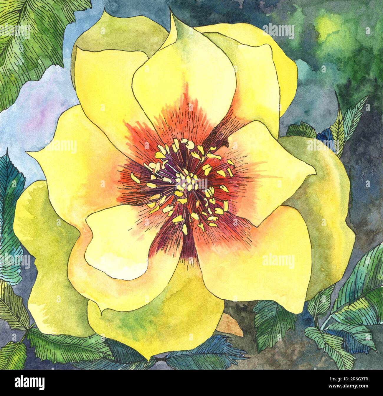 Watercolor persian rose with foliage. Watercolor finished with black ...