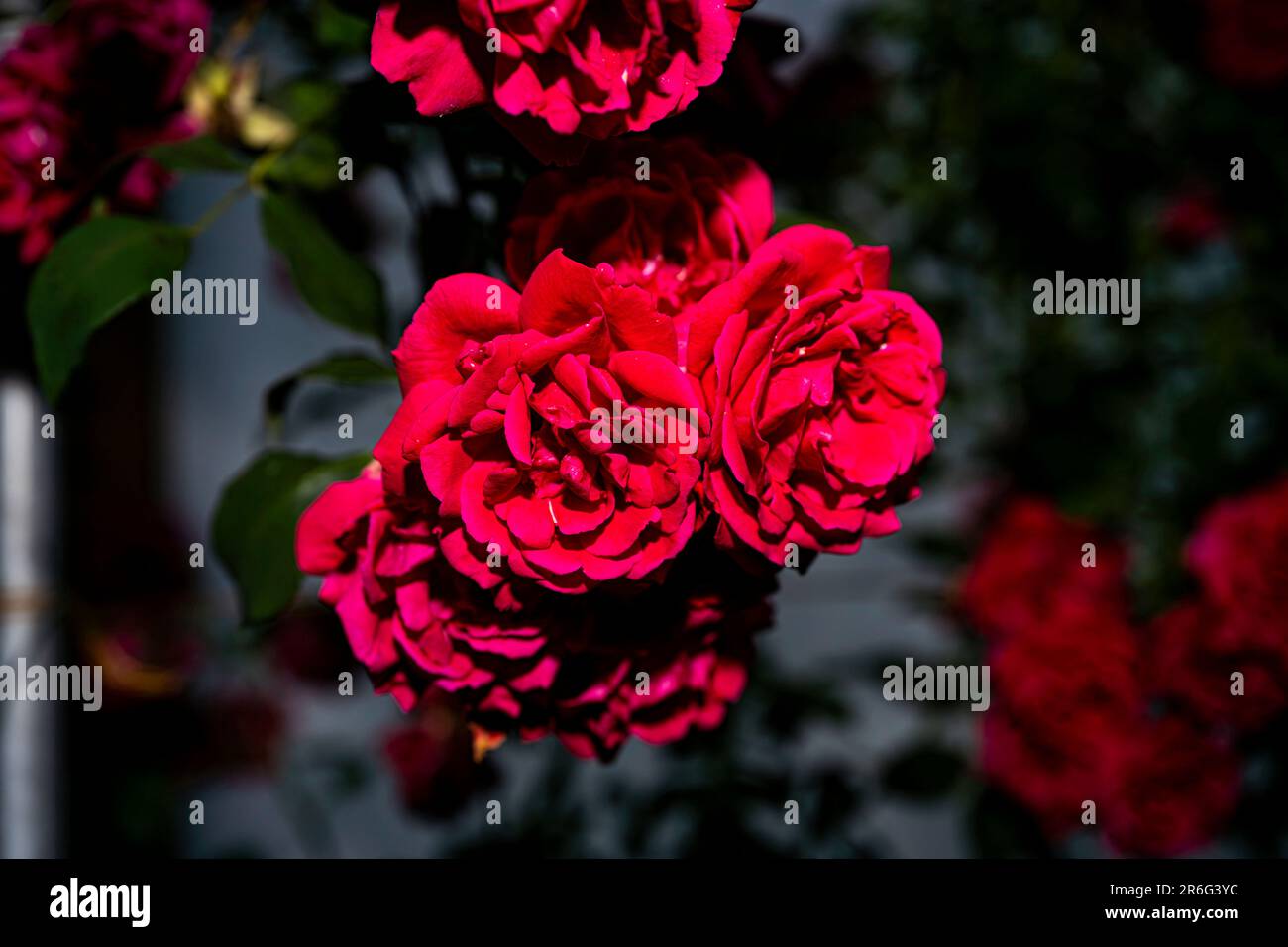 Gorgeous Roses in my garden Stock Photo - Alamy