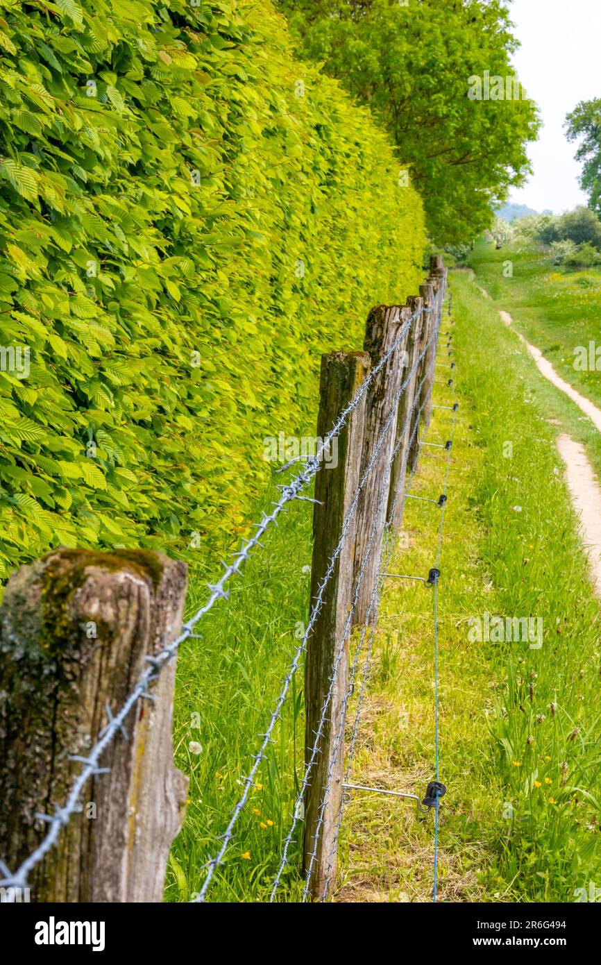 Fence of wooden poles, barbed wire and electrified between leafy bush ...