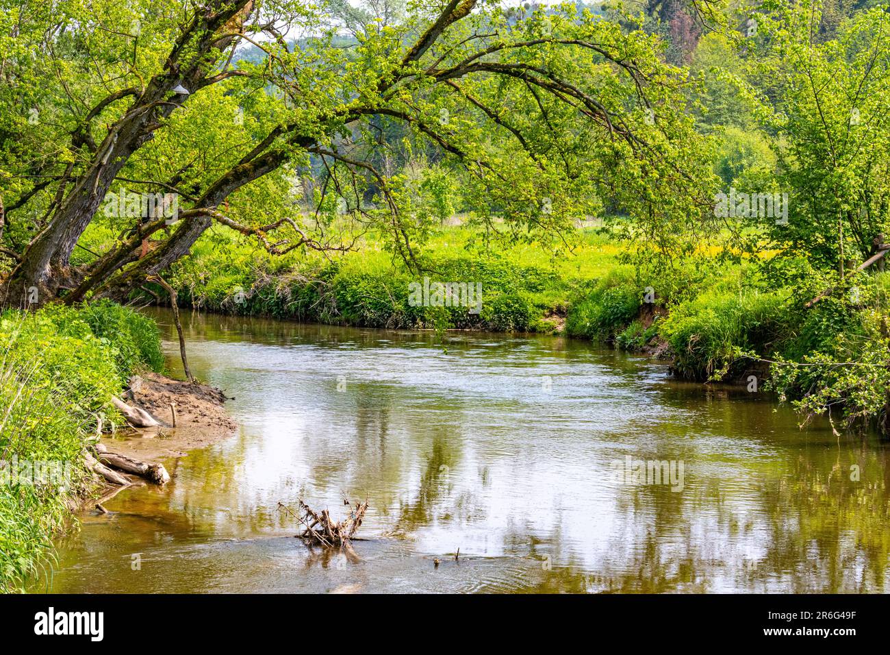 Picturesque landscape of Geul river among wild green grass and green ...