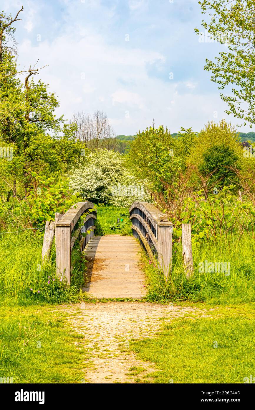 Wooden bridge over river Geul with abundant vegetation and lush trees ...
