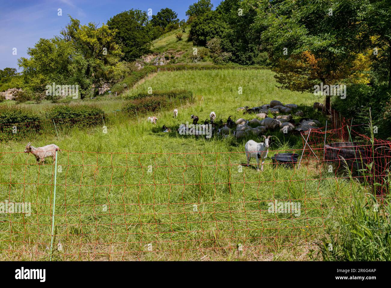 Goats under shade of a tree and others standing on green grass ...