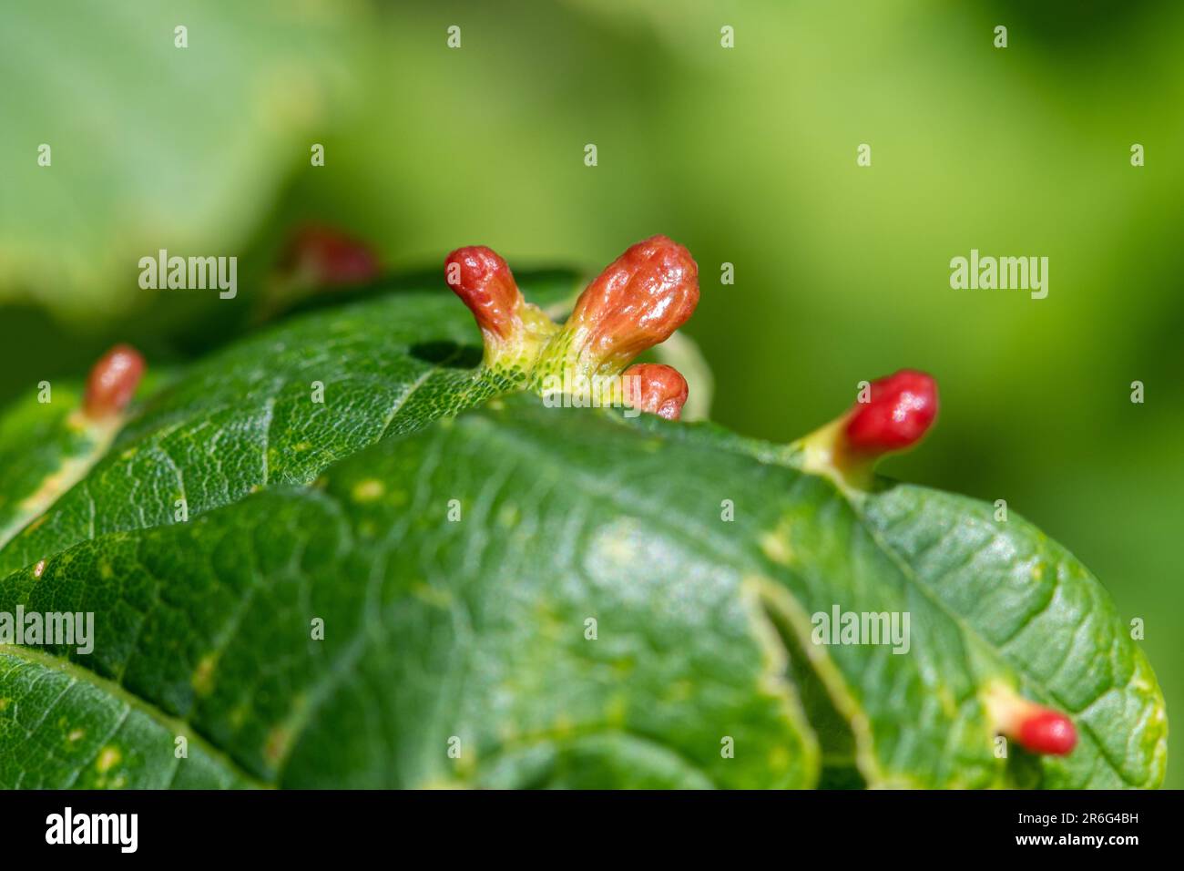 Maple bladder galls, red rounded swellings on the upperside of maple ...