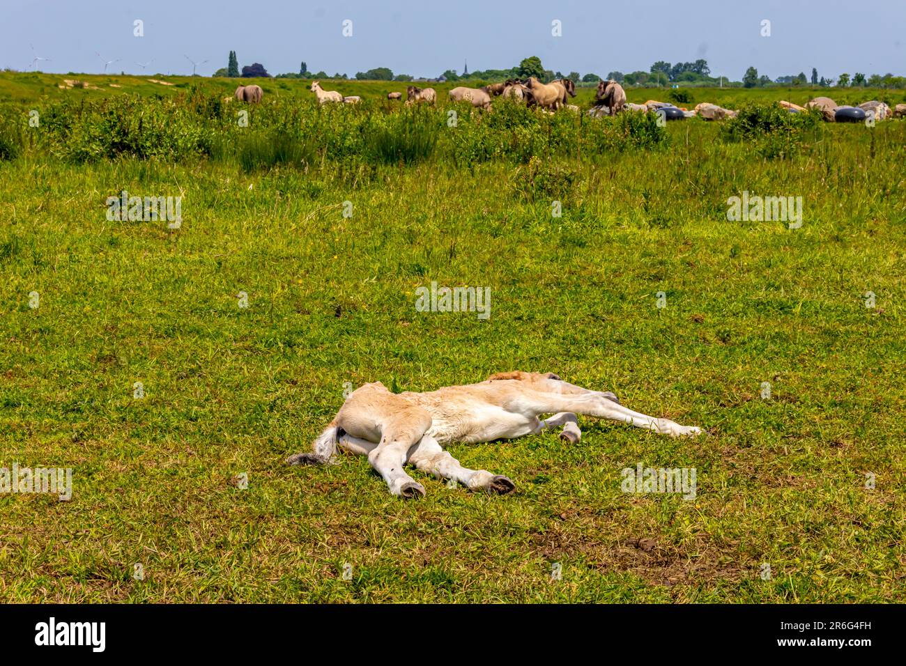 Carcass of a dead foal on green grass on Dutch plain of Borgharen ...