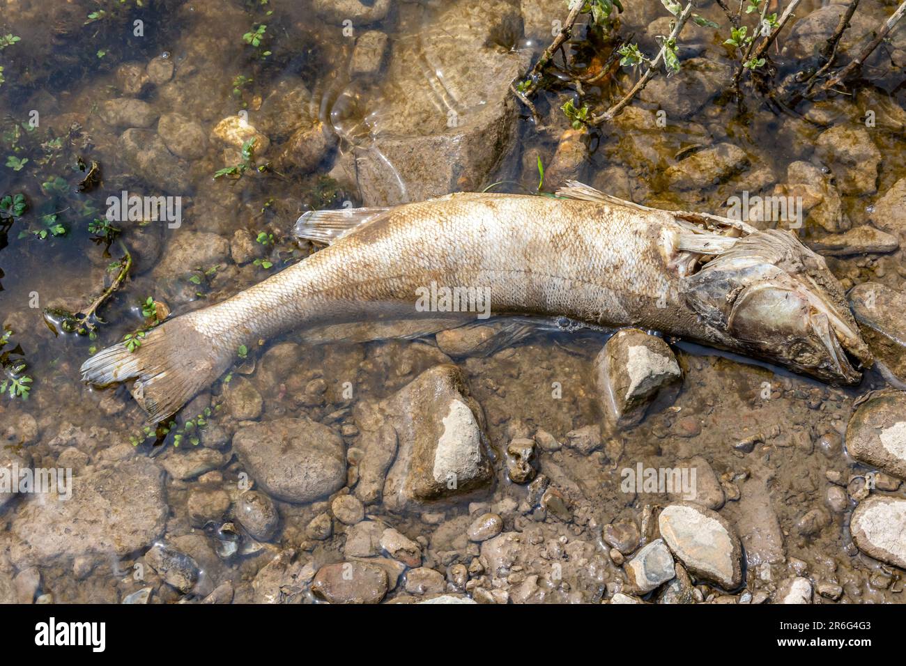 Dead fish due to water pollution hi-res stock photography and images ...