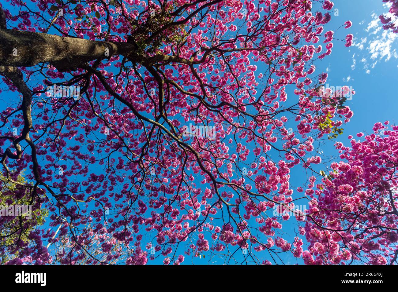 (Handroanthus heptaphyllus) Close up of beautiful Pink Trumpet Tree ...