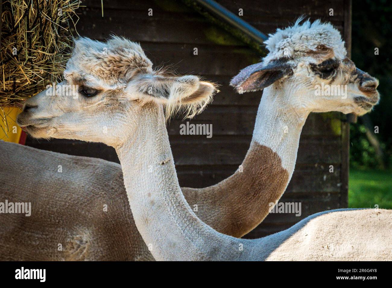 Doctor Dolittle Pushmi Pullyu