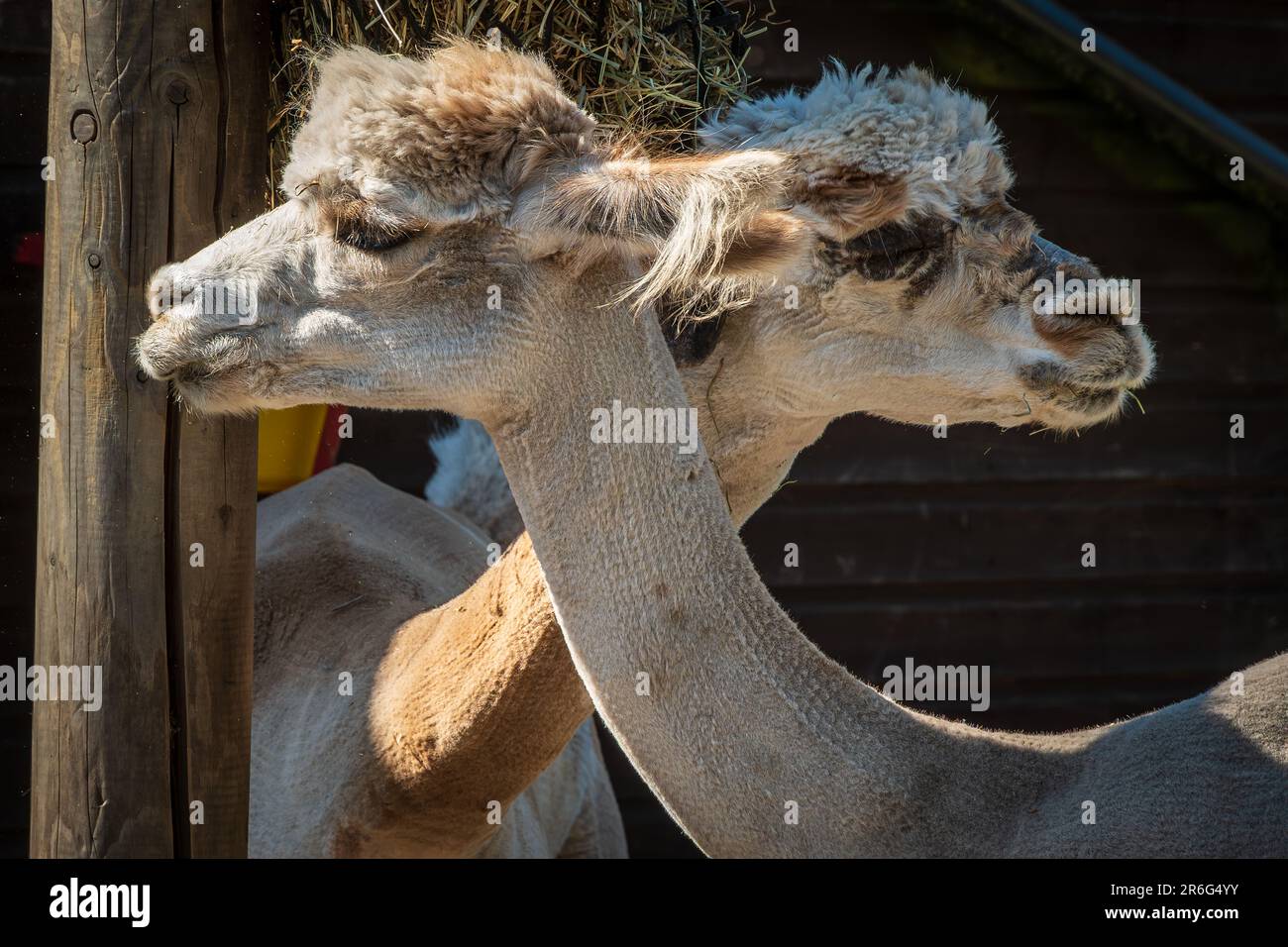 Not a Push Me Pull You just two Alpacas looking in different directions ...