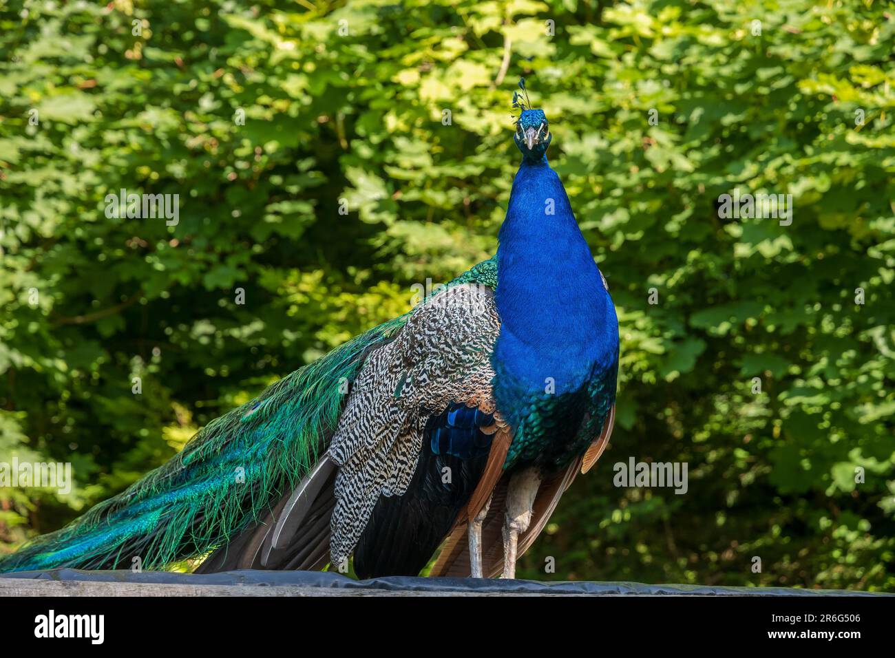 Peacock national bird of india hi-res stock photography and images - Alamy