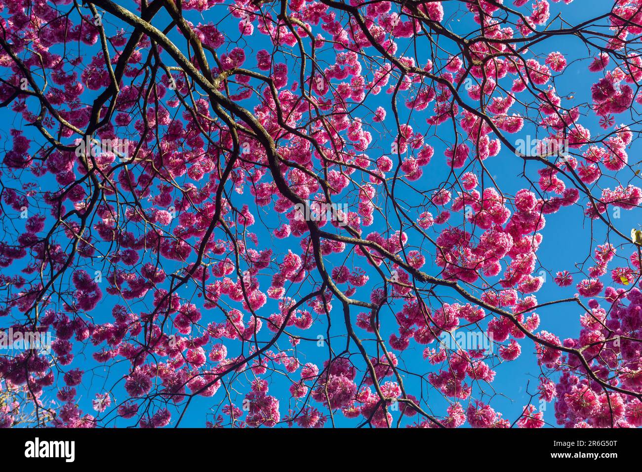 (Handroanthus heptaphyllus) Close up of beautiful Pink Trumpet Tree ...