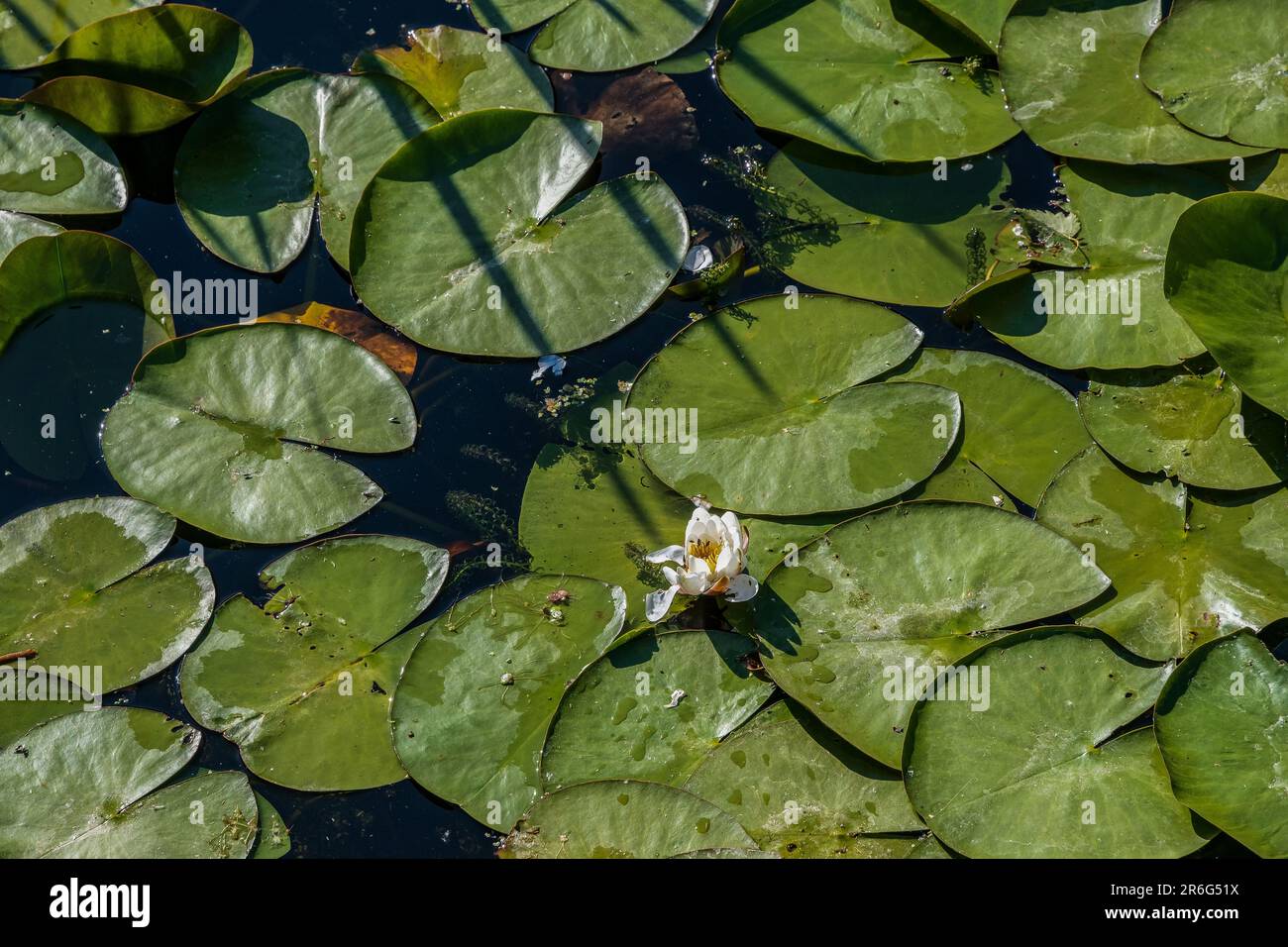 The pond fauna hi-res stock photography and images - Alamy