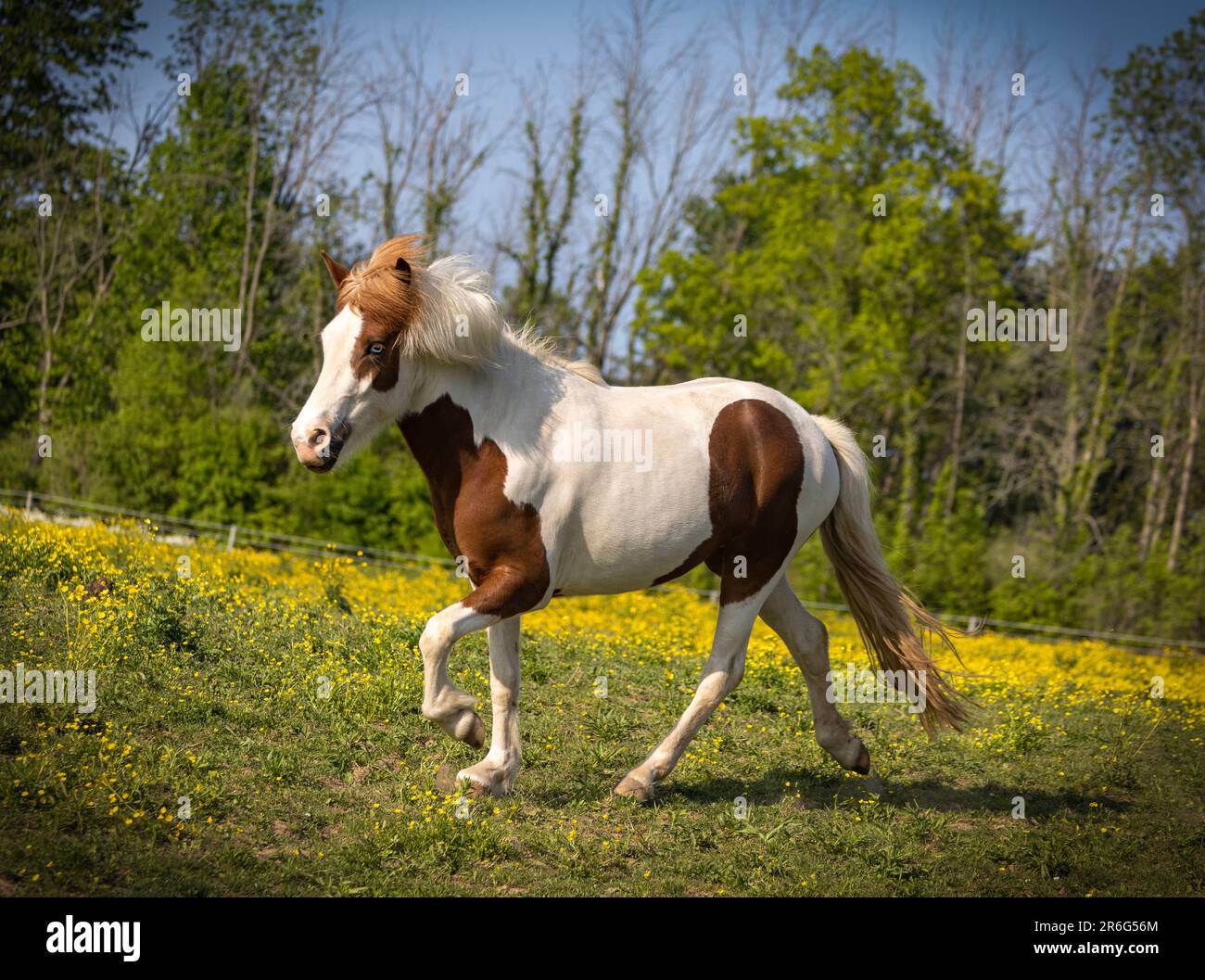 Icelandic horse mare pasture hi-res stock photography and images - Alamy