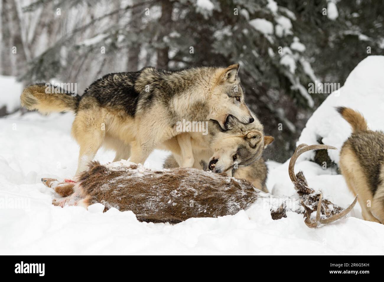 Wolf (Canis lupus) Bites at Packmate at White-Tail Deer Body Winter ...