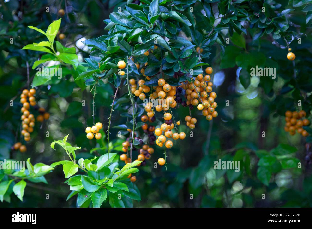 Duranta erecta is a species of flowering shrub in the verbena family ...