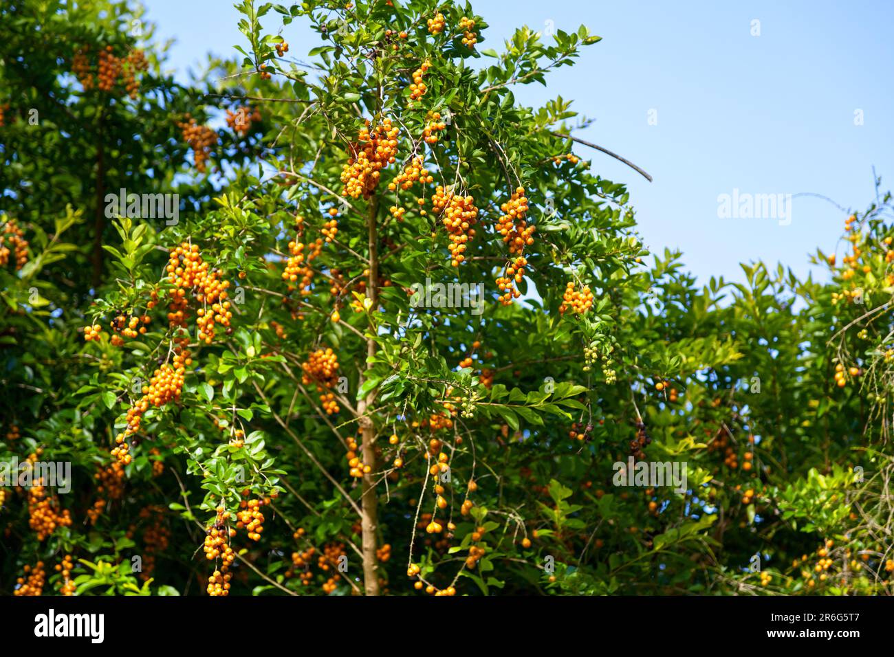 Duranta erecta is a species of flowering shrub in the verbena family ...