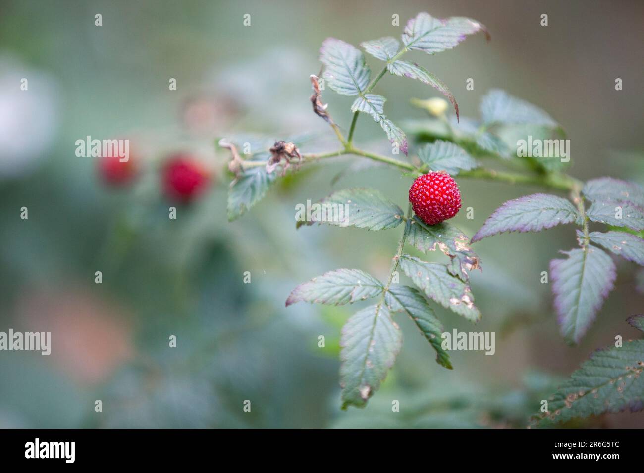 Close-up on the fruits of the raspberry (Rubus idaeus Stock Photo - Alamy