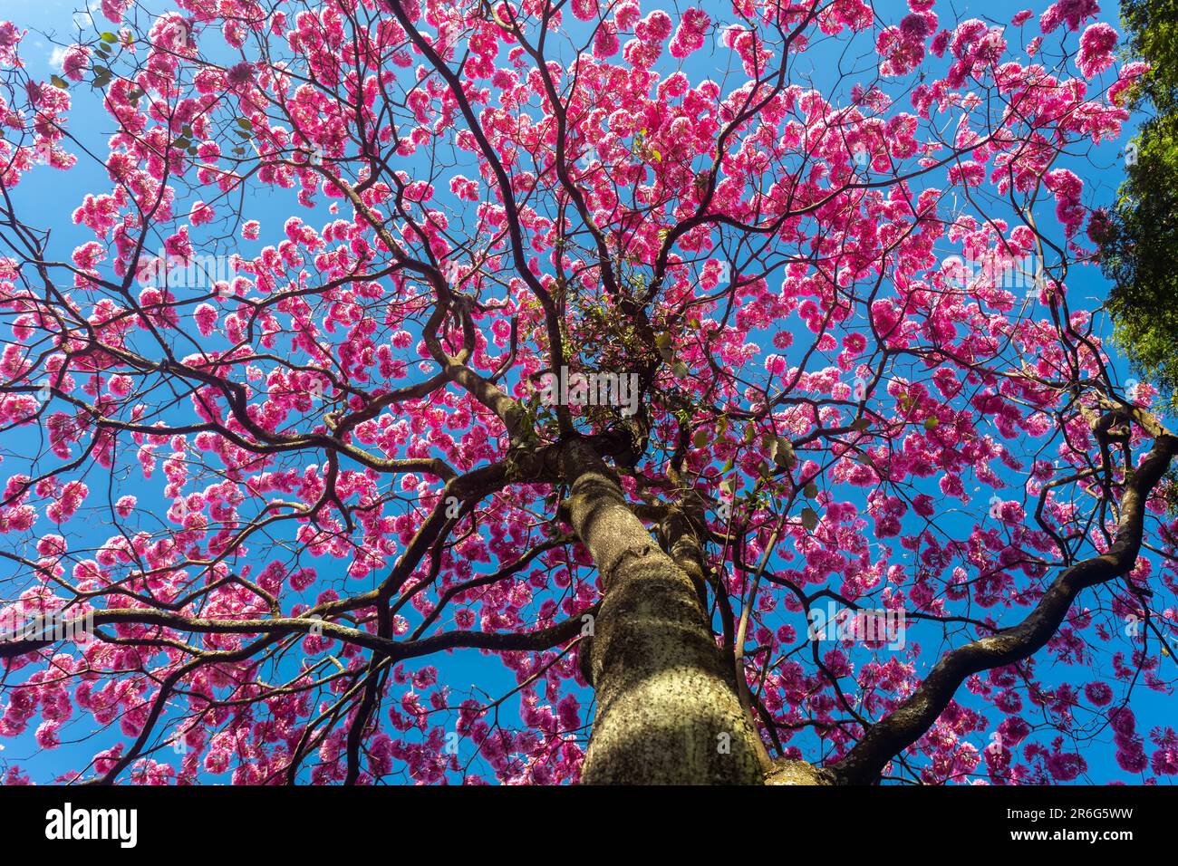 (Handroanthus heptaphyllus) Close up of beautiful Pink Trumpet Tree ...