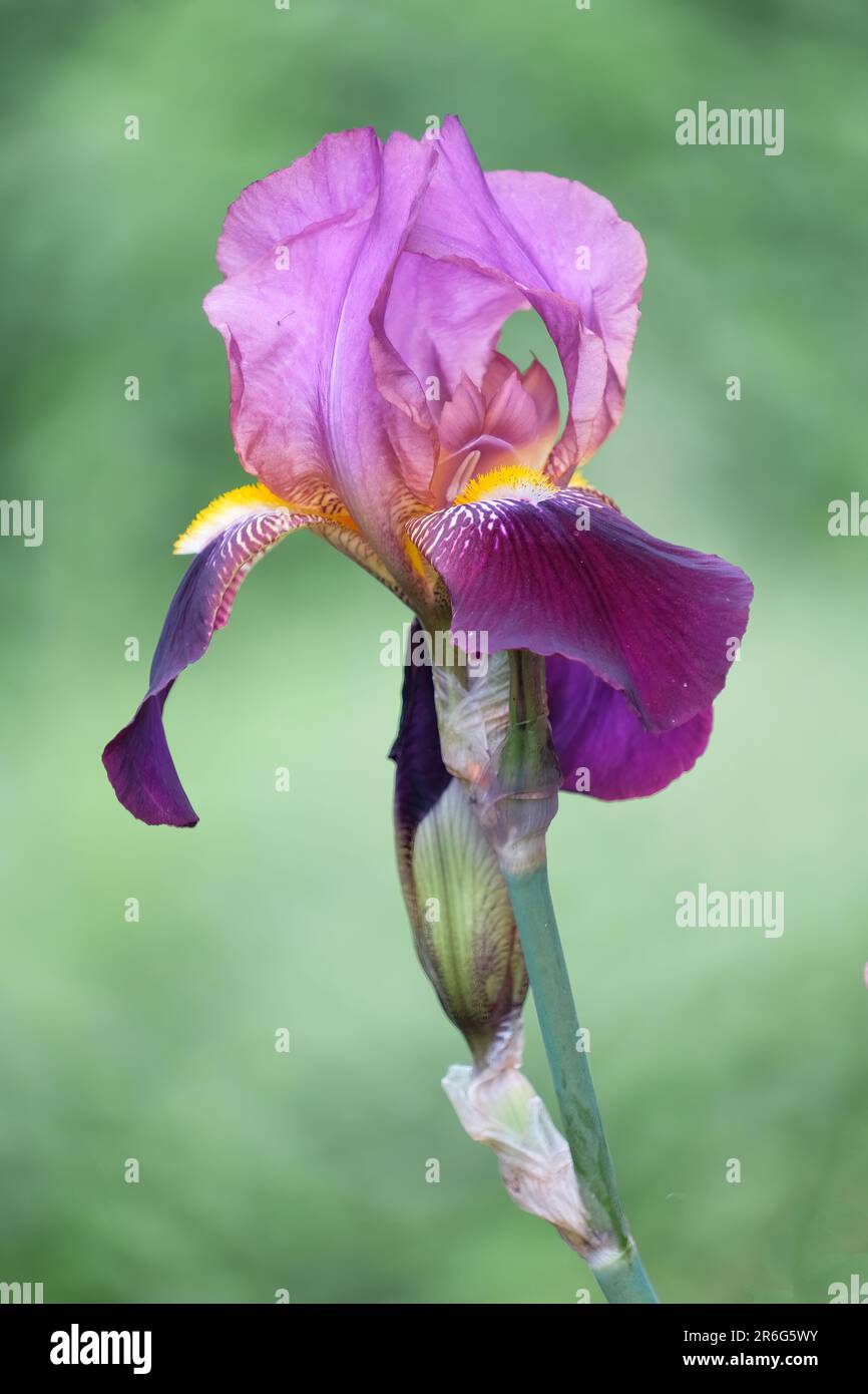 Fleur couleur hi-res stock photography and images - Alamy