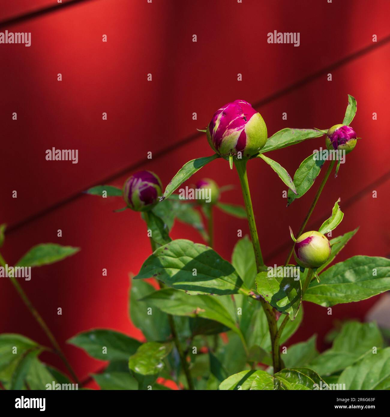 Peony stands hi-res stock photography and images - Alamy