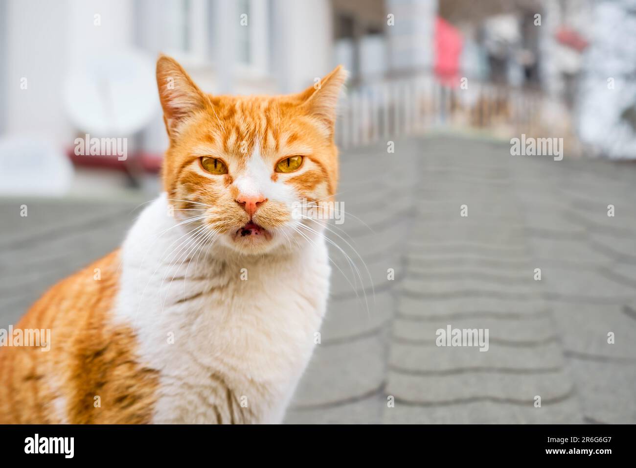 Homeless ginger cat looks at the camera, close-up of a cat with copy ...