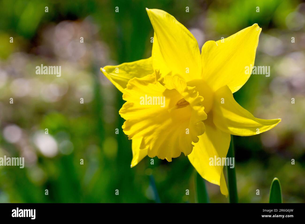 Daffodil (narcissus), close up of a single isolated flower, backlit in ...