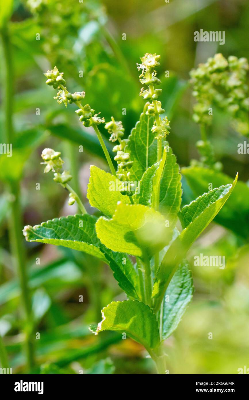 Dog's Mercury (mercurialis perennis), close up of the common but often ...