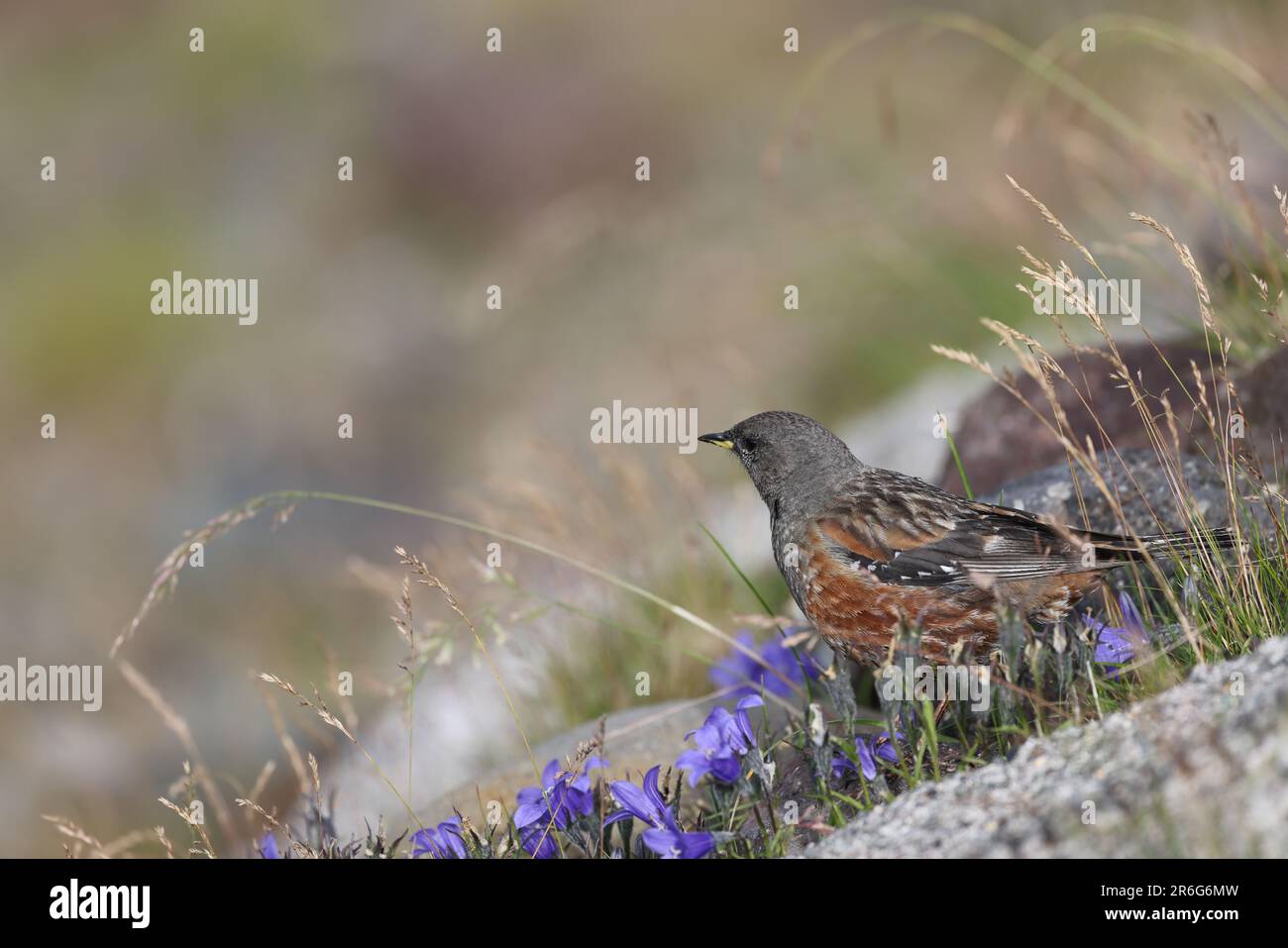 Japanese accentor hi-res stock photography and images - Alamy