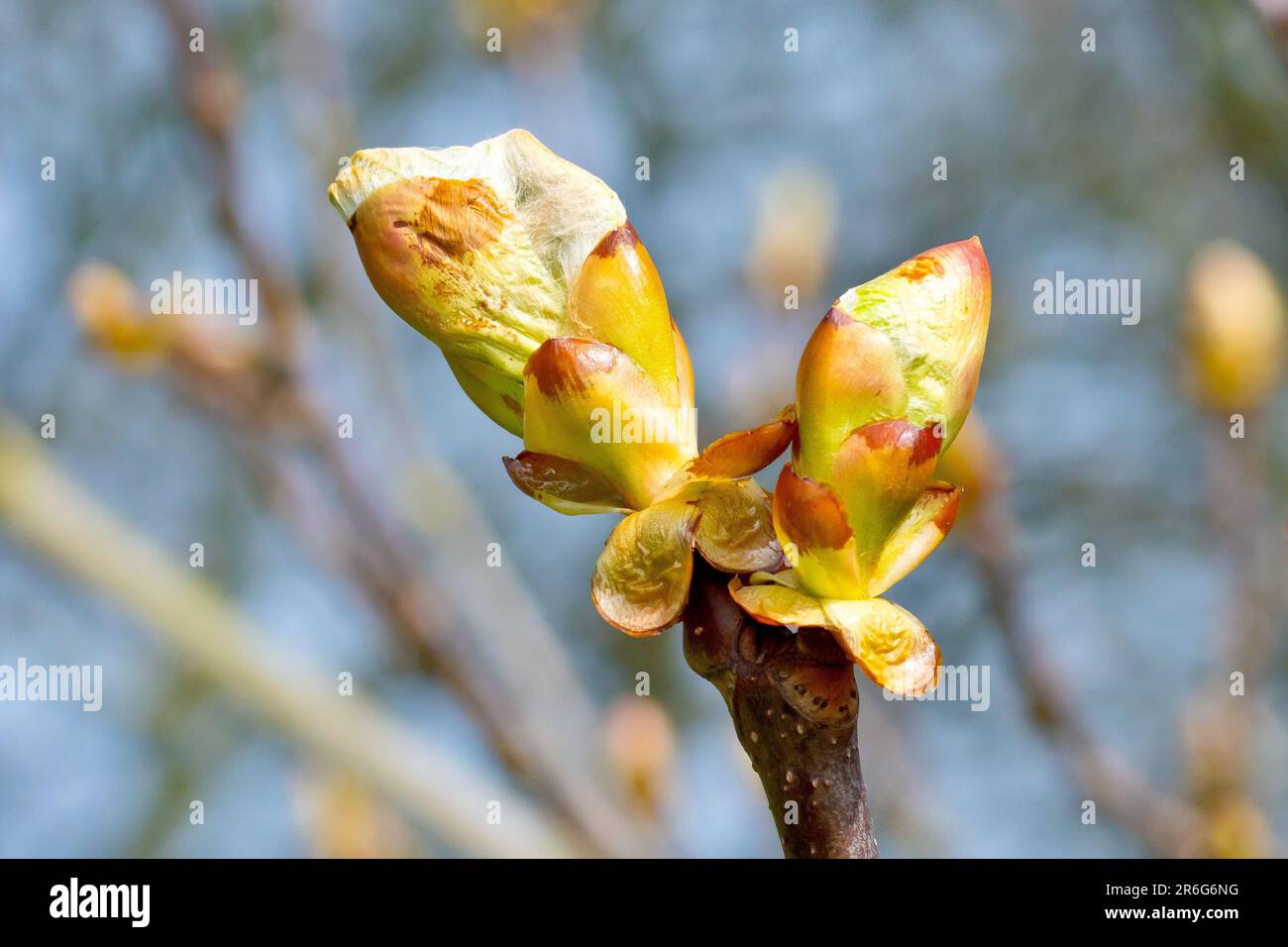 Horse Chestnut or Conker Tree (aesculus hippocastanum), close up of a ...