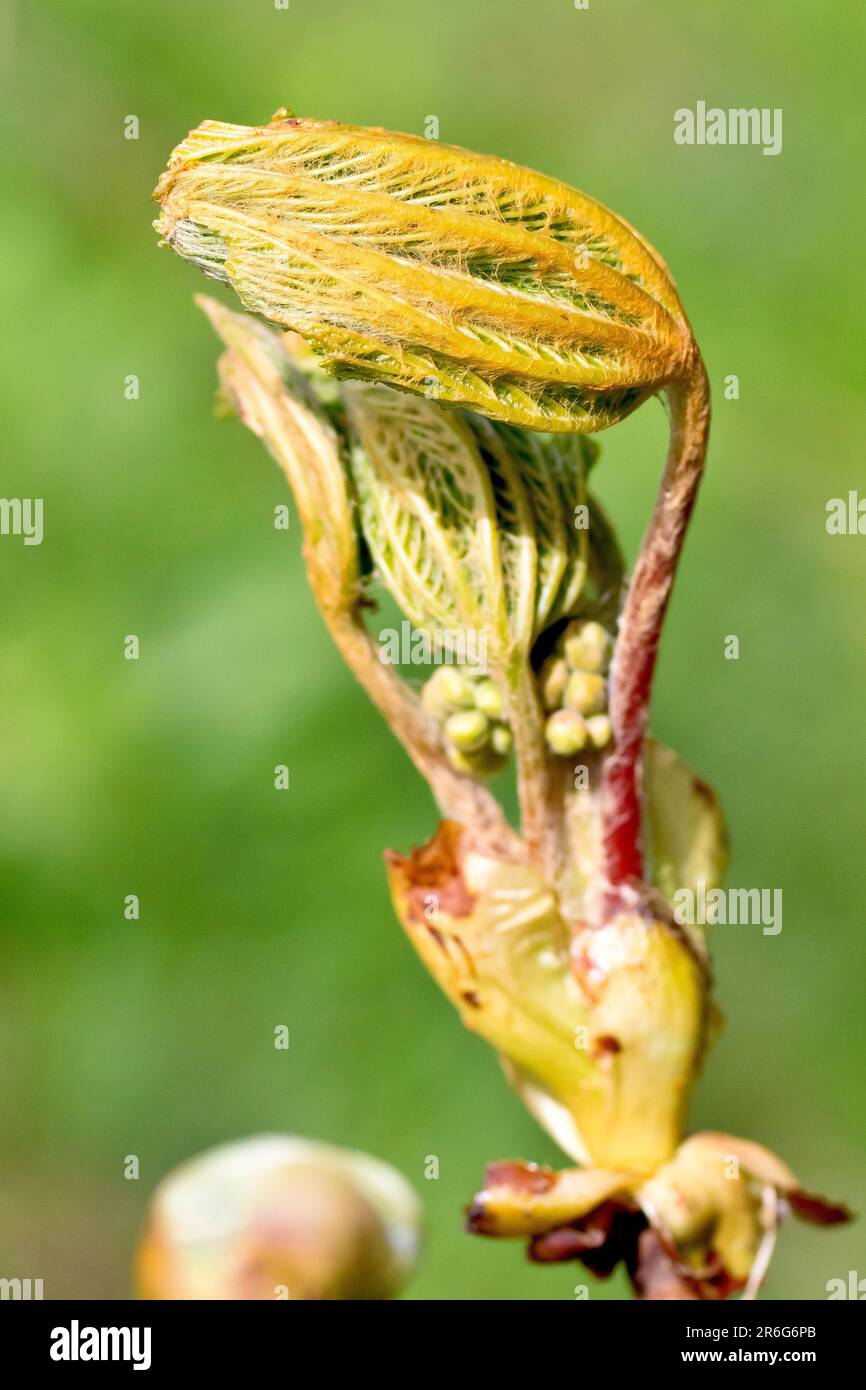 Uncurl hi-res stock photography and images - Alamy