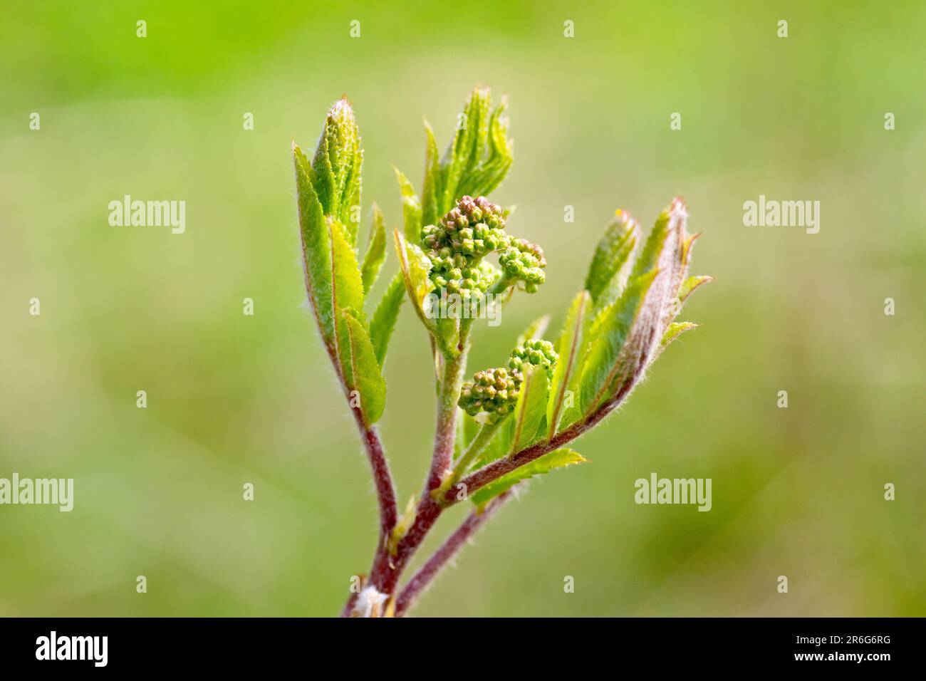 Rowan or Mountain Ash (sorbus aucuparia), close up showing the leaves ...