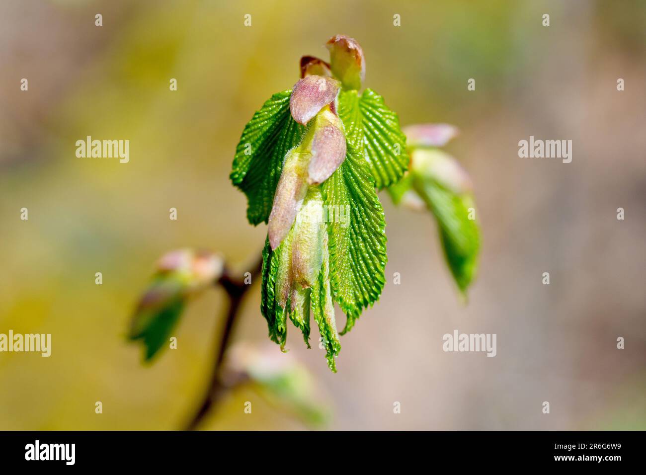 Wych Elm (ulmus glabra), close up showing the new leaves of the tree ...