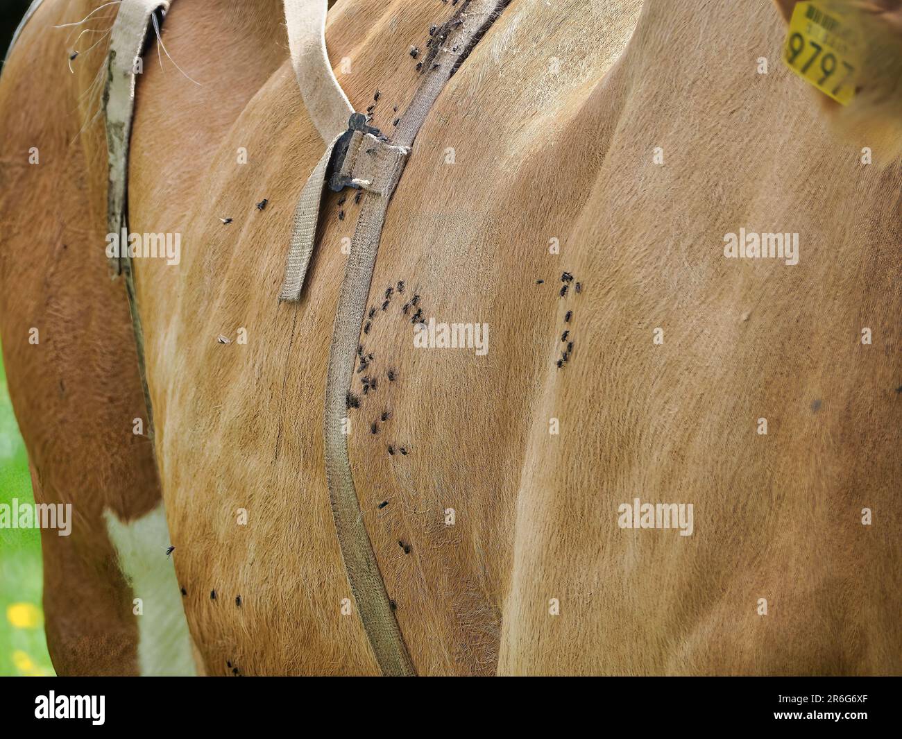Black flies hi-res stock photography and images - Alamy