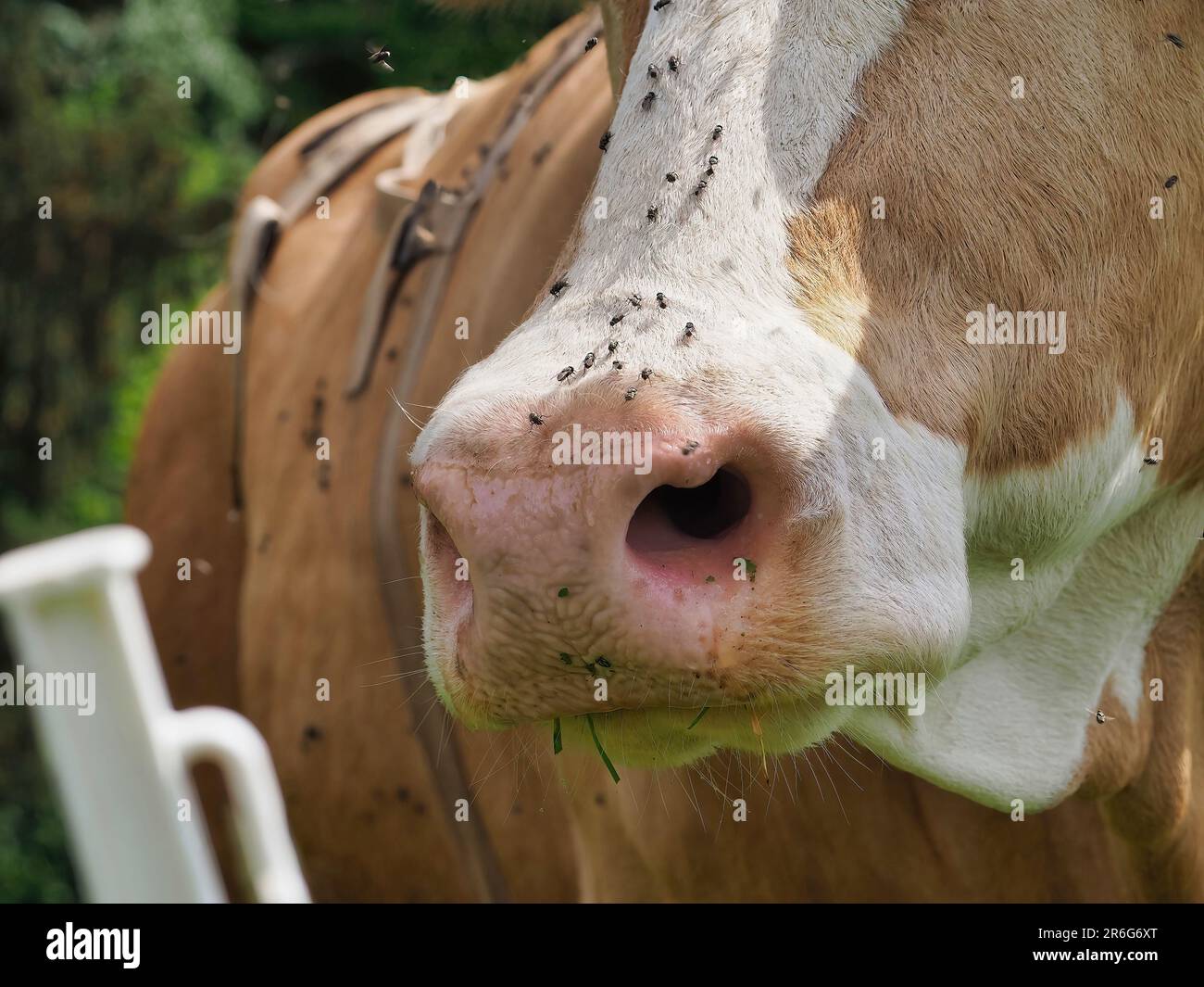 Black flies swarm hi-res stock photography and images - Alamy