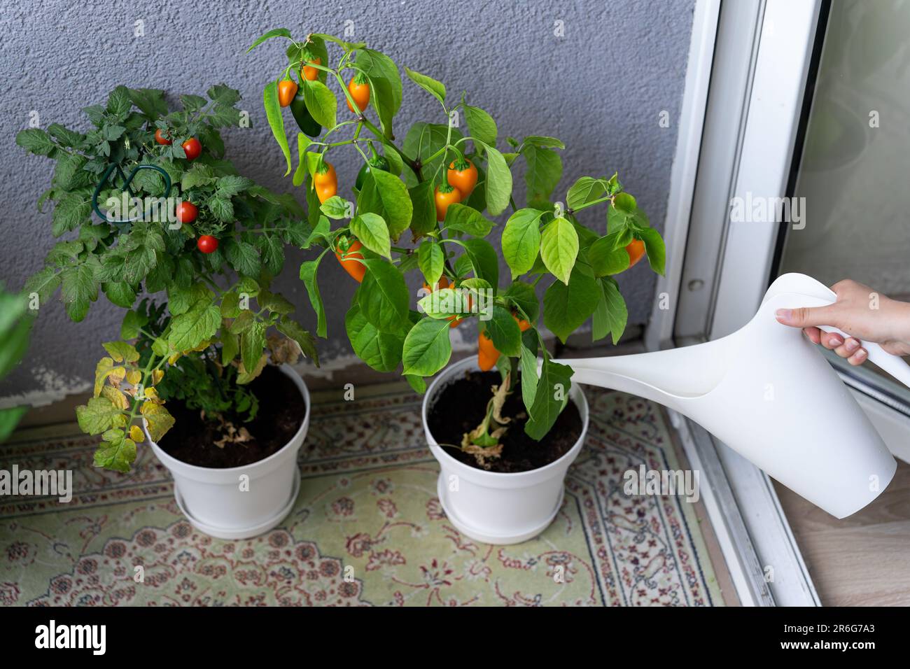 A woman watering bushes of vegetables grown on the balcony, tomatoes ...