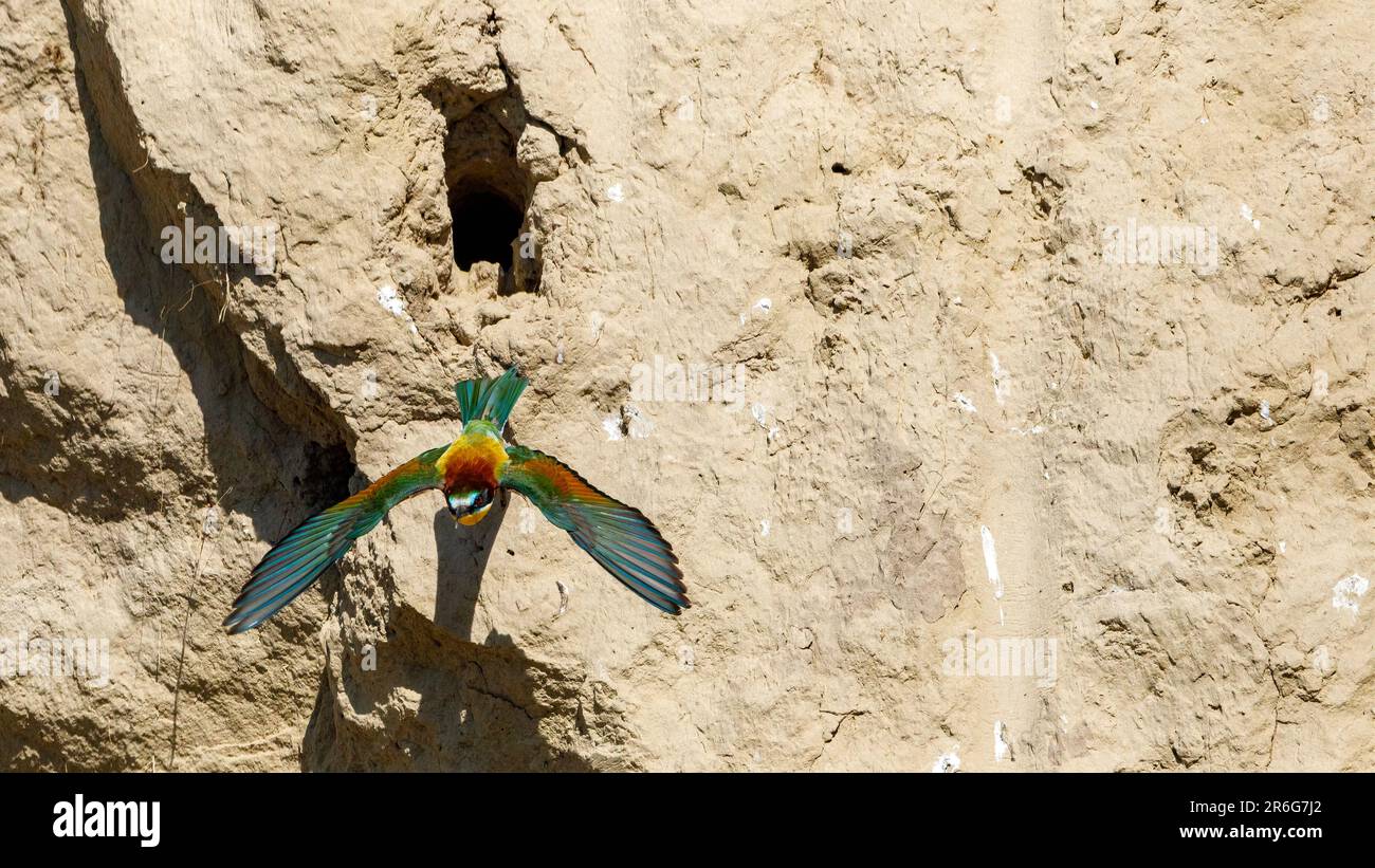 Colorful Bee Eater in the Danube Delta Stock Photo - Alamy