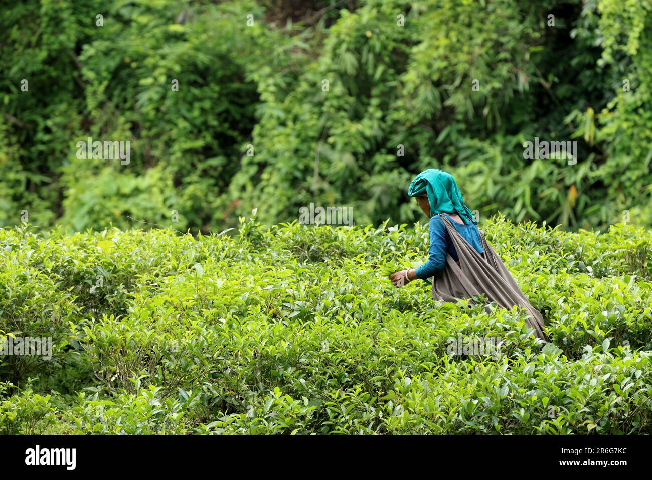 female tea worker picking tea leaves from tea plantation.this photo was ...
