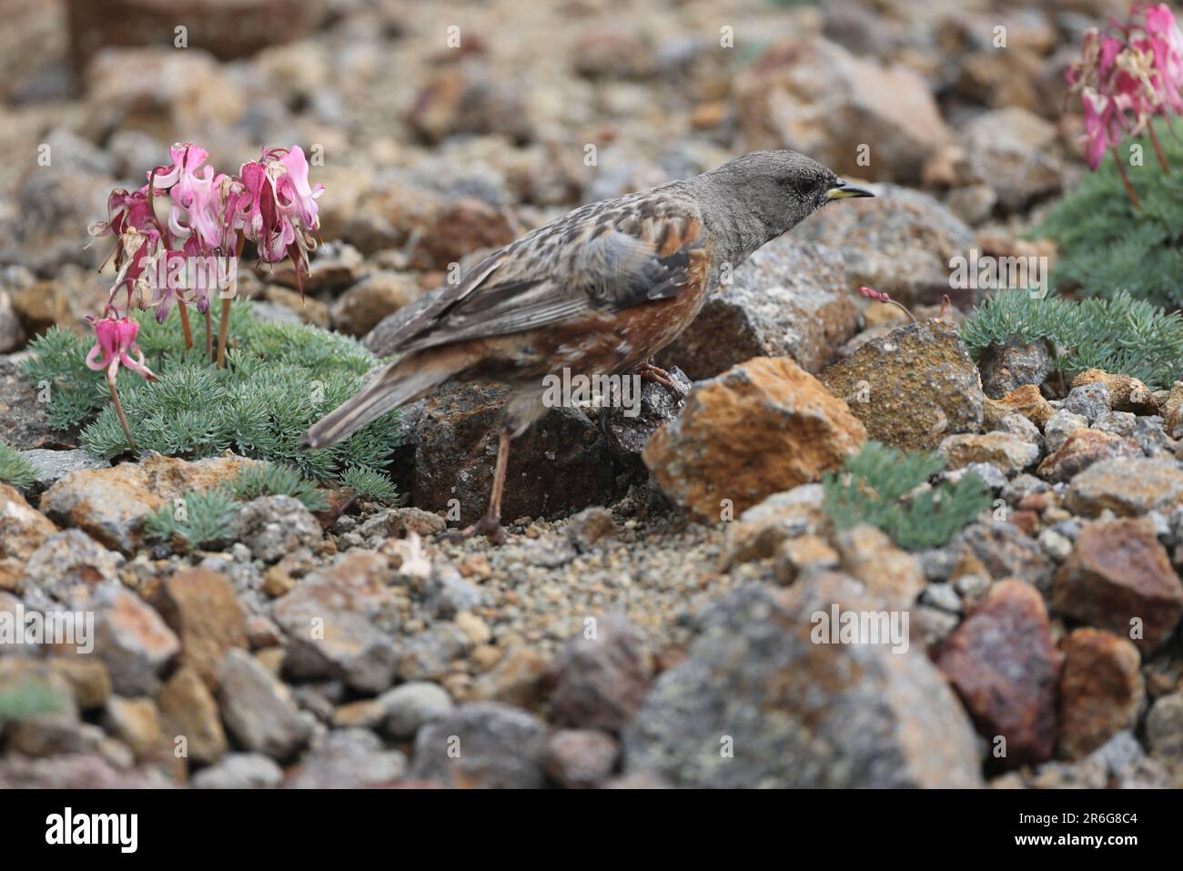 Japanese accentor hi-res stock photography and images - Alamy
